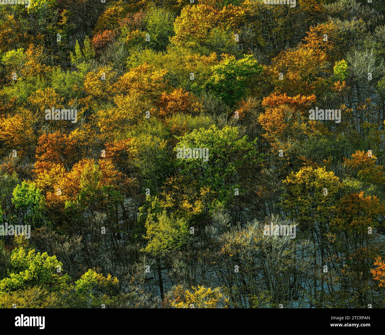 Trees with fall colored leaves hi-res stock photography and images - Alamy