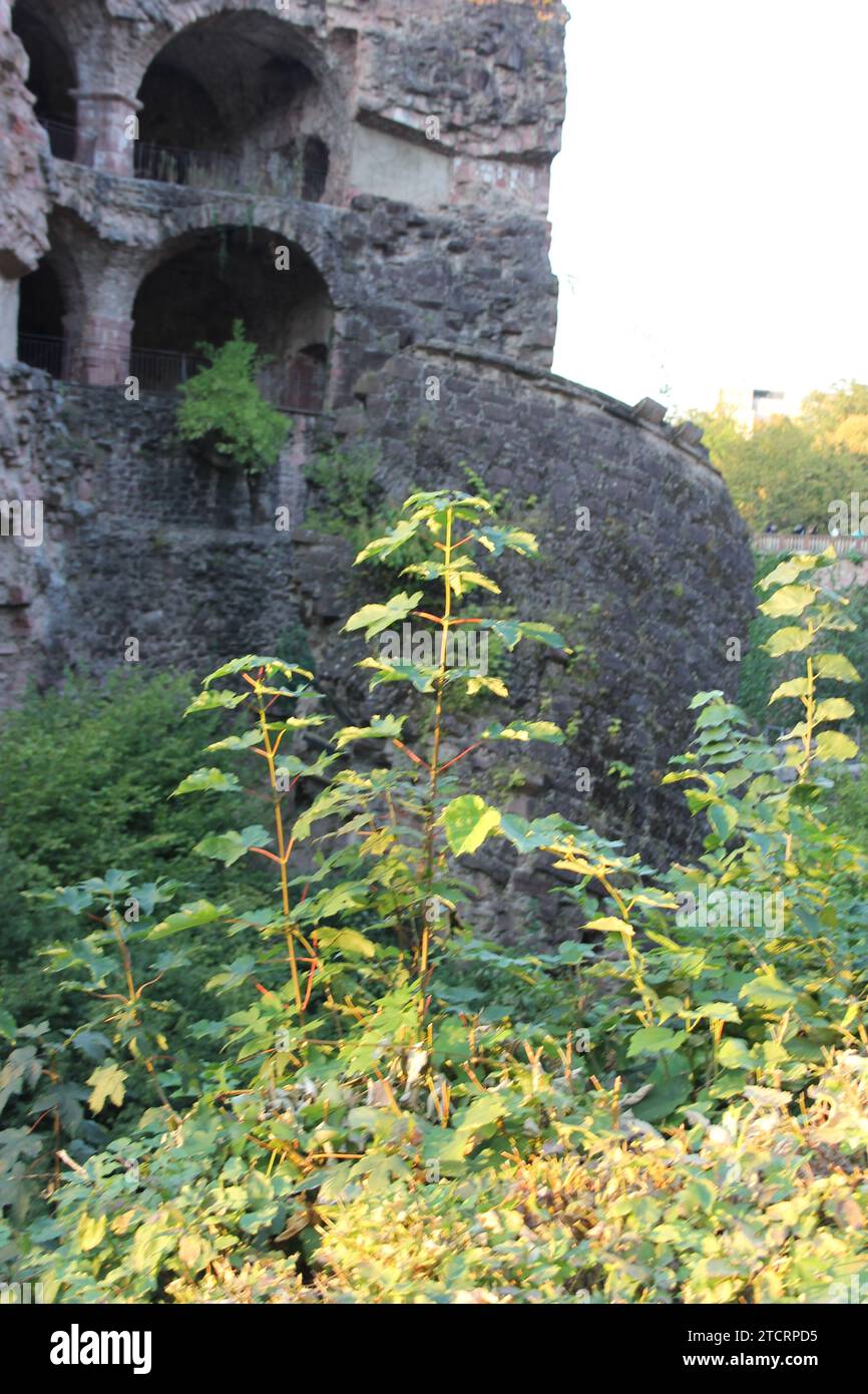 The Gunpowder Tower (Pulver Turm) destroyed by French in 1693 ...