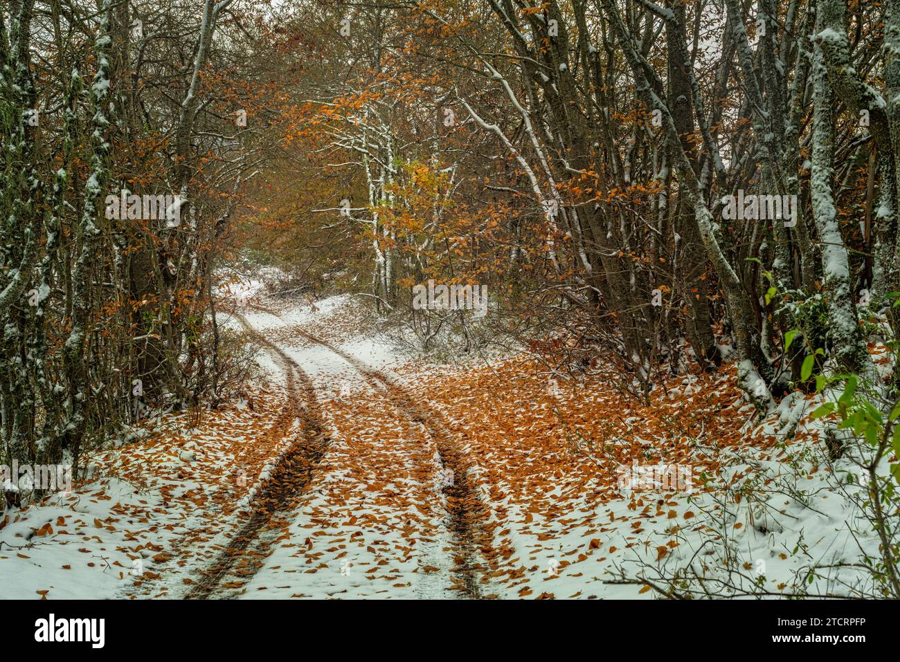 Traces of an off-road vehicle on the snow in the middle of a beech ...