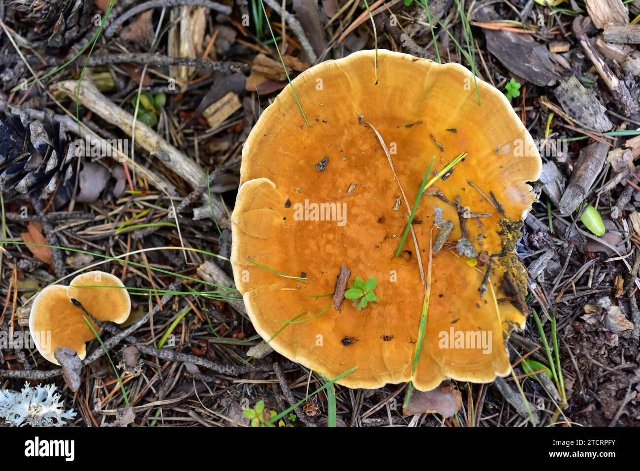 Orange spine (Hydnellum aurantiacum) is an infundibuliform fungus that ...