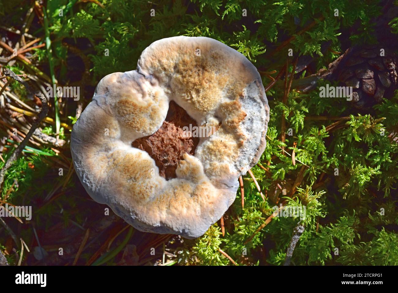 Blue spine or blue tooth (Hydnellum caeruleum) is an inedible fungus ...