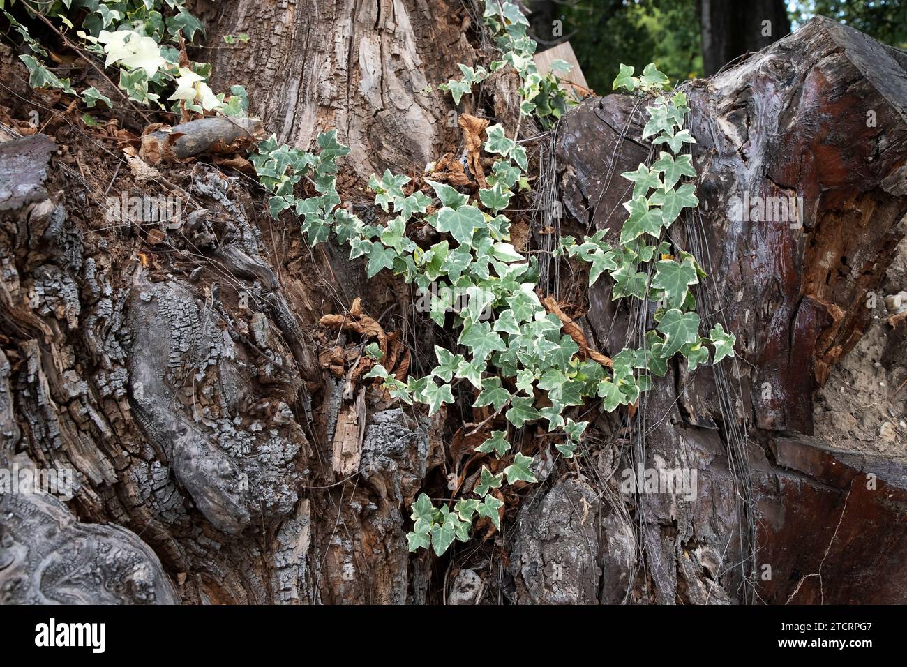 Climbing creeper detail hi-res stock photography and images - Alamy