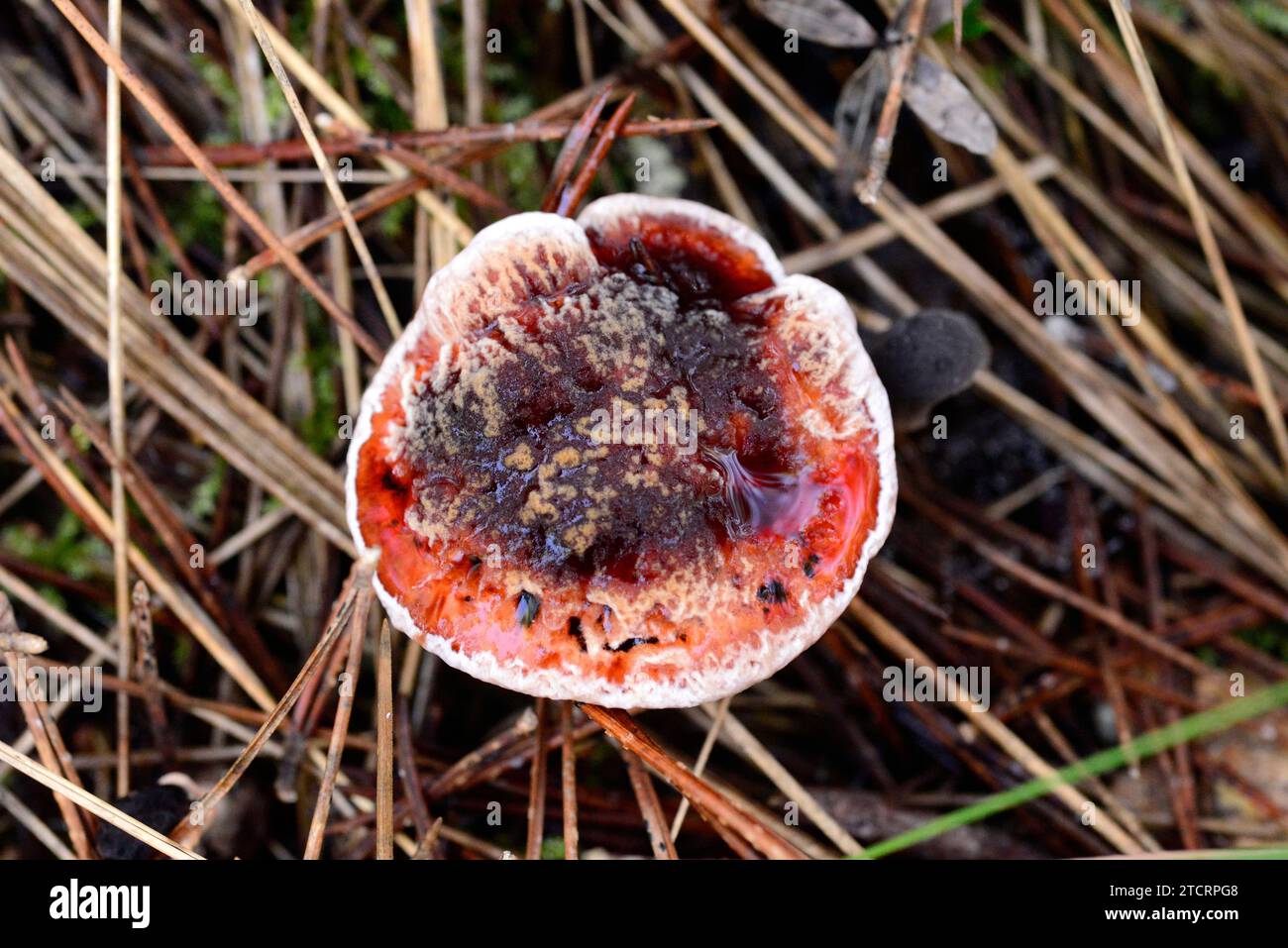 Mealy tooth (Hydnellum ferrugineum) is an inedible fungus that grows on ...