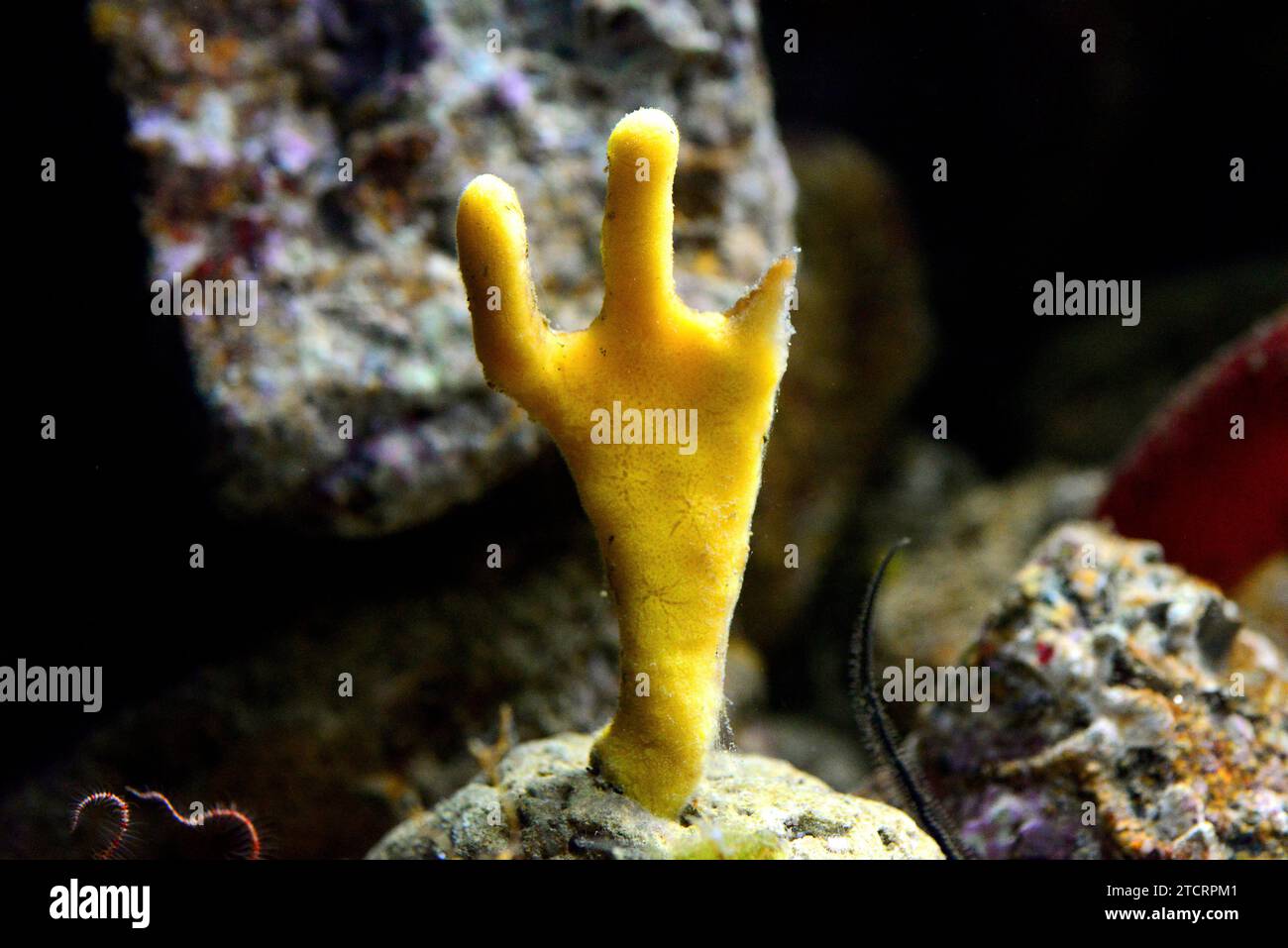 Common antlers sponge (Axinella polypoides) is a sea sponge in the ...