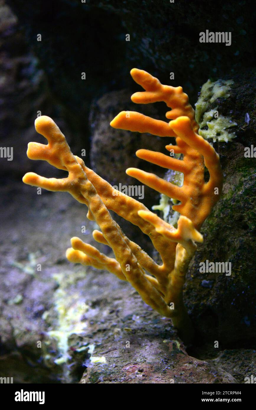 Axinella verrucosa is a sea sponge in the class Demospongiae Stock ...