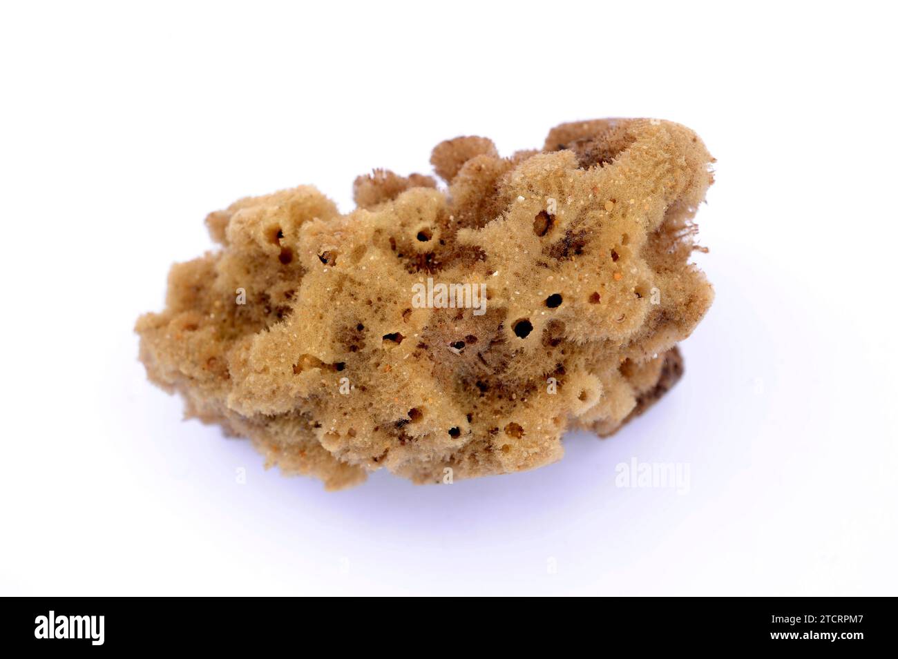 Demospongiae hi-res stock photography and images - Alamy