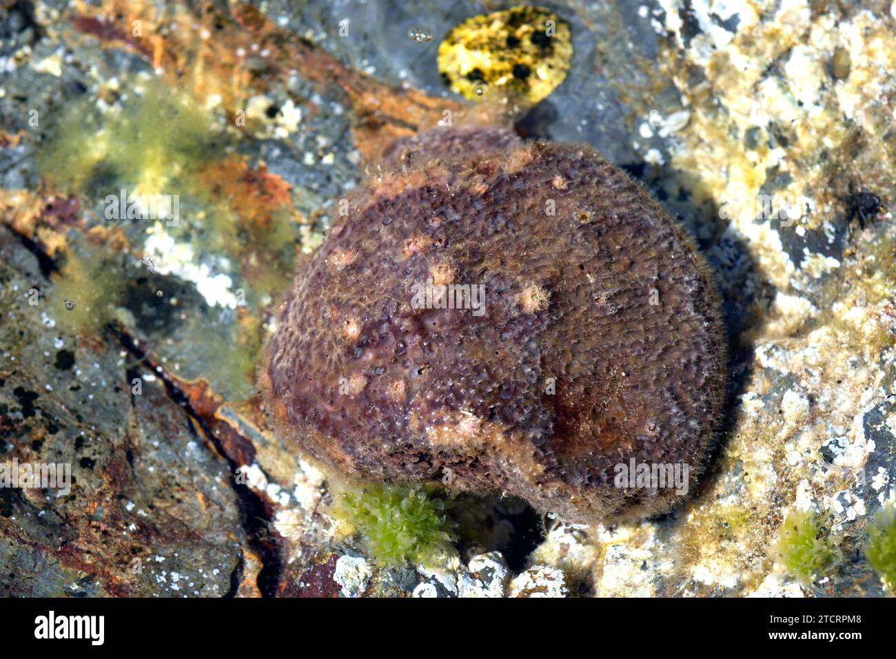 Demospongiae hi-res stock photography and images - Alamy