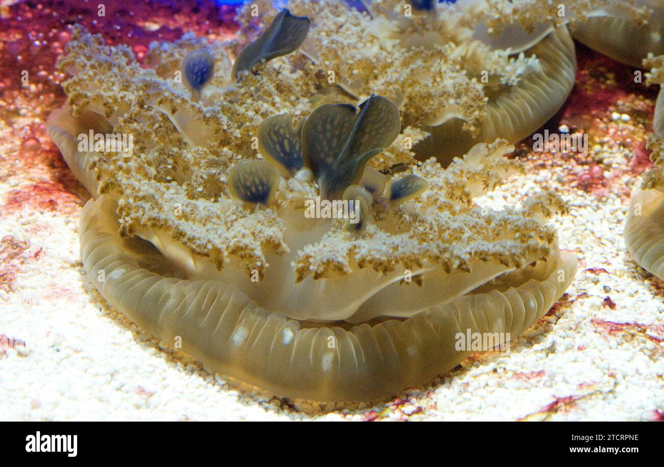 Cassiopea andromeda hi-res stock photography and images - Alamy