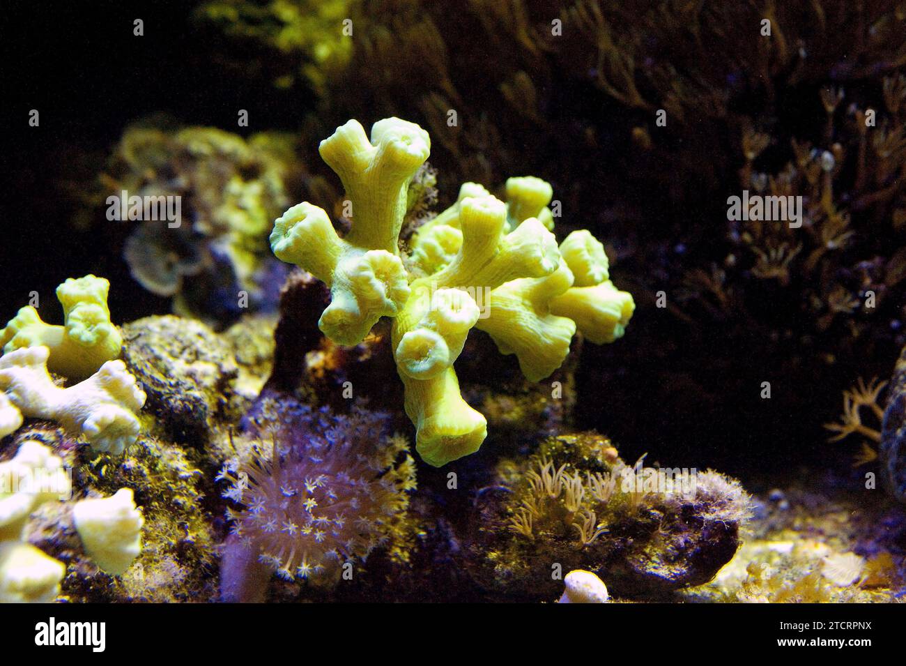 Caulastrea furcata hi-res stock photography and images - Alamy
