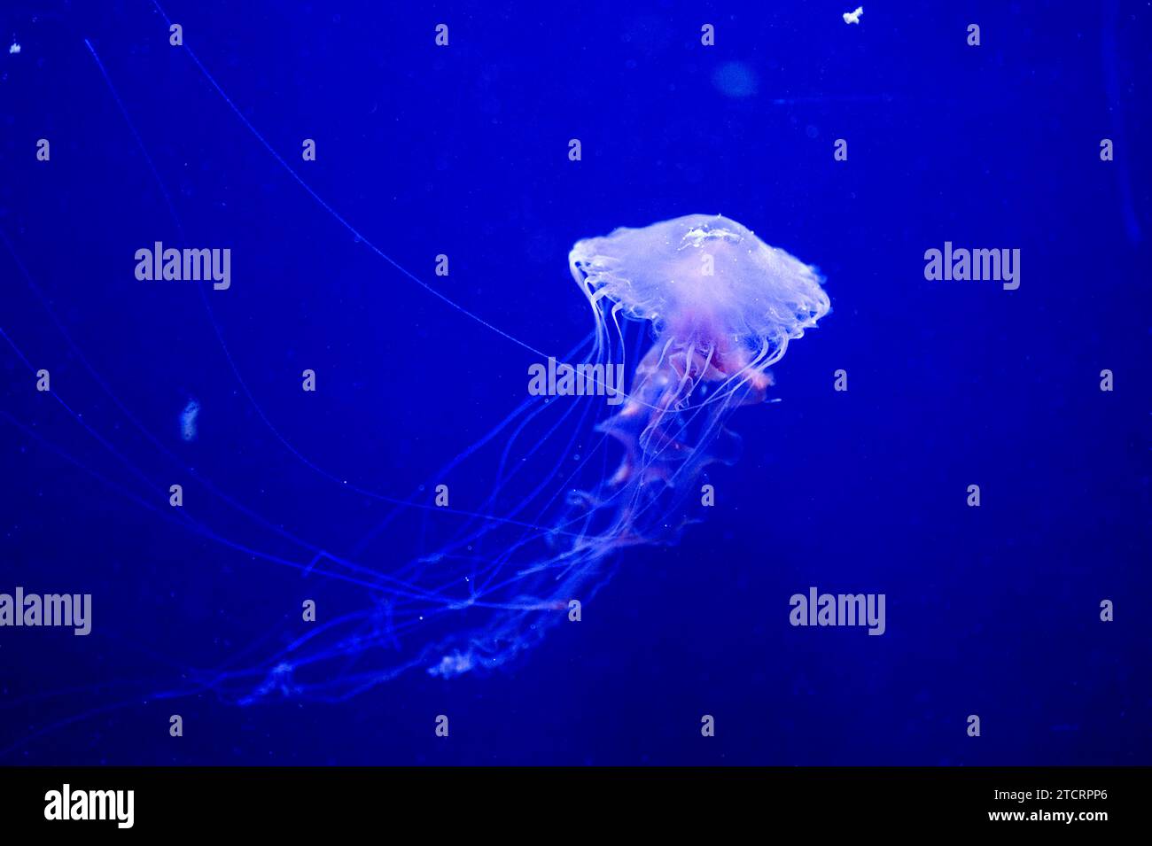 Close up stinging jellyfish hi-res stock photography and images - Alamy
