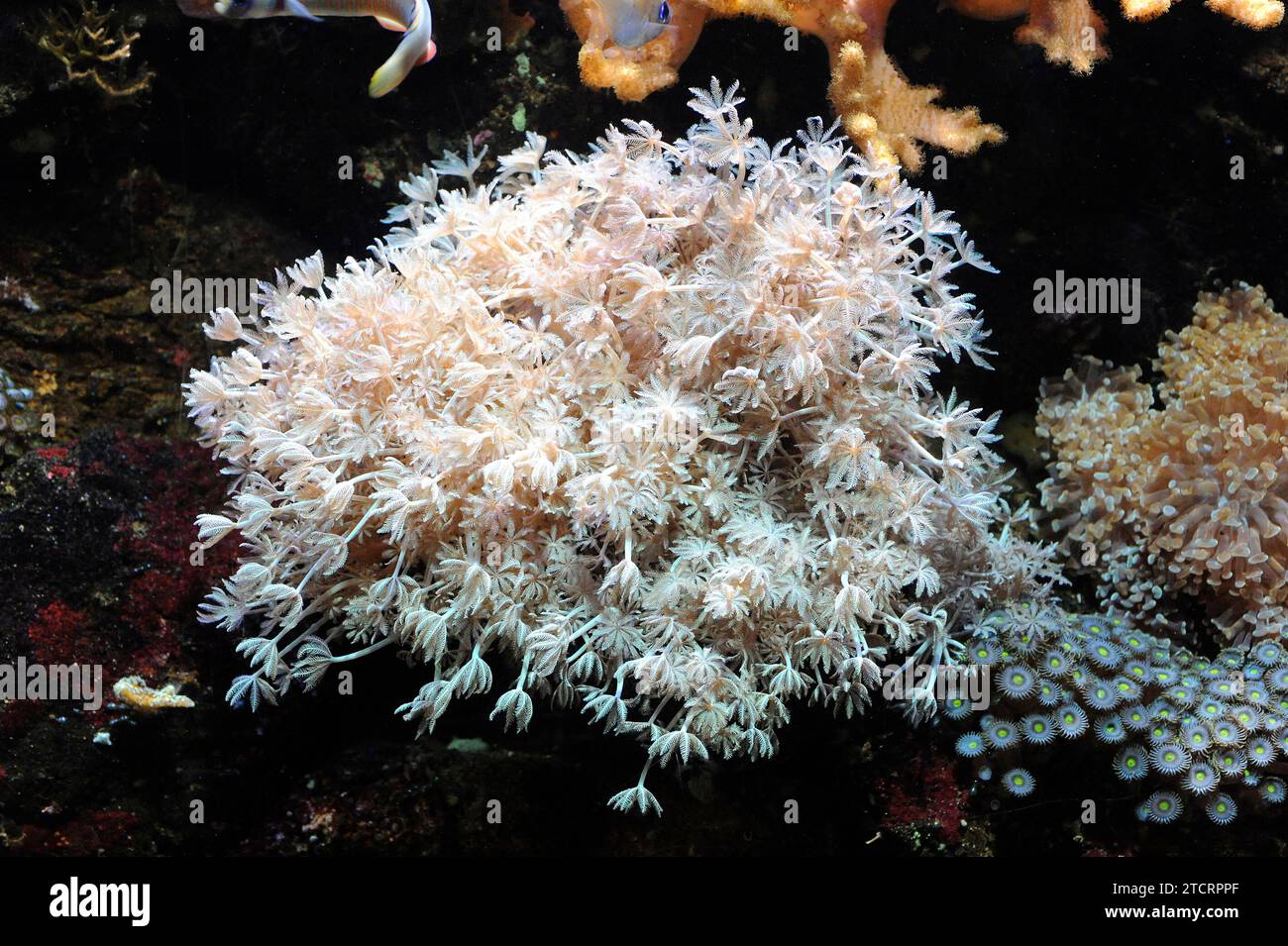 Star polyps or glove polyps (Clavularia sp.) are a soft corals Stock ...