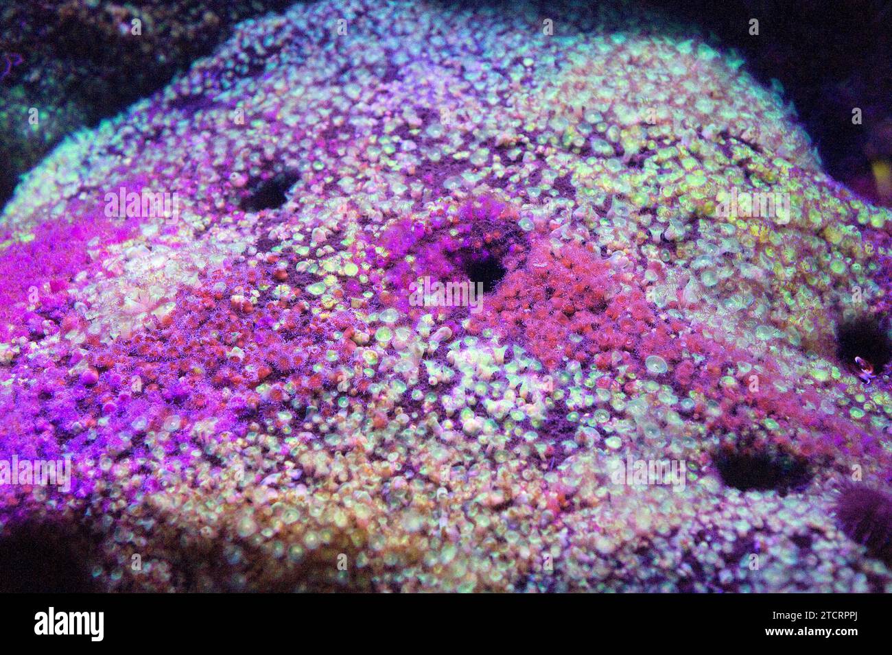 Jewel anemone (Corynactis viridis) is a very variable coloured anemone ...