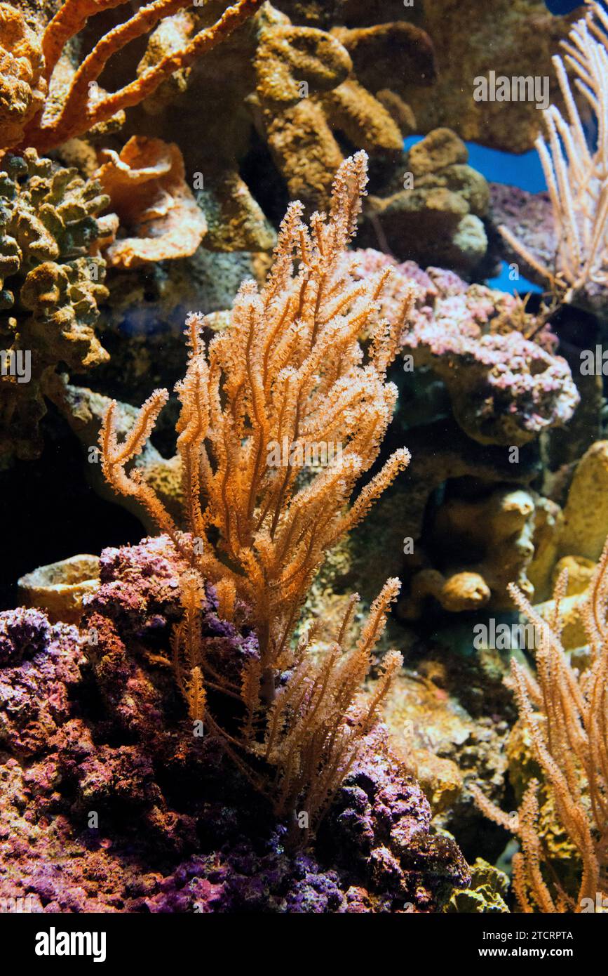 Gorgonian corals hi-res stock photography and images - Alamy