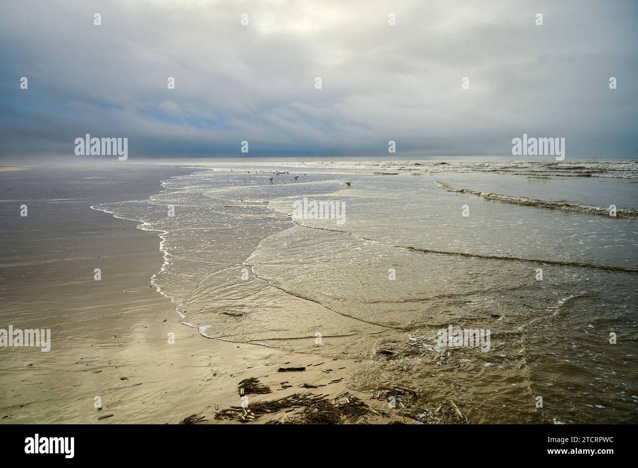 Sea shells in shallow water hi-res stock photography and images - Alamy