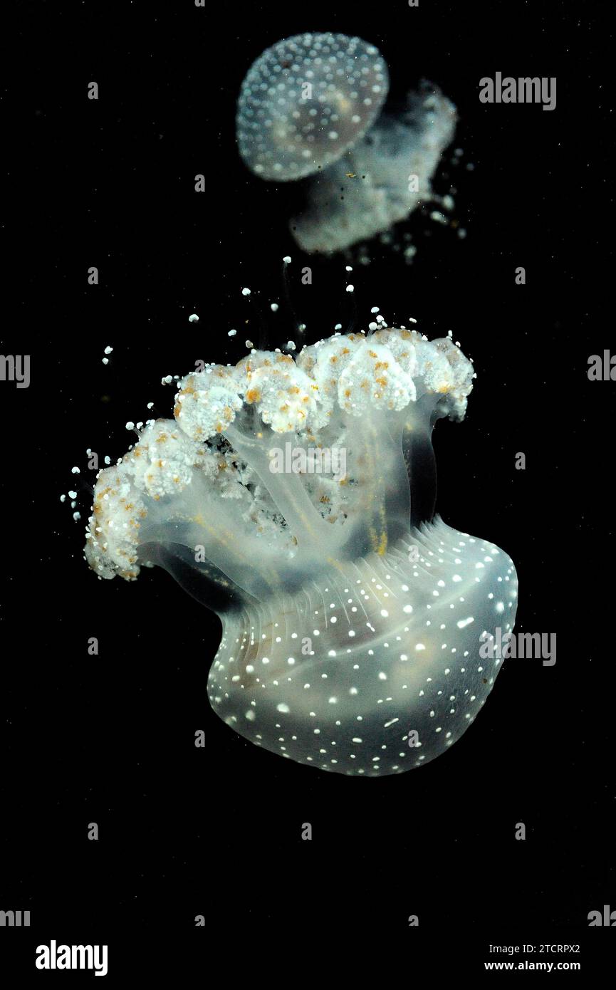 Floating bell (Phyllorhiza punctata) is a jellyfish. Their main food is ...