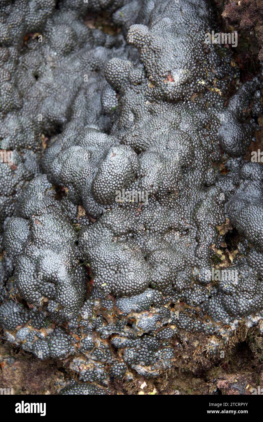 Sansibia colony in low tide on Salvador de Bahia coast Stock Photo - Alamy