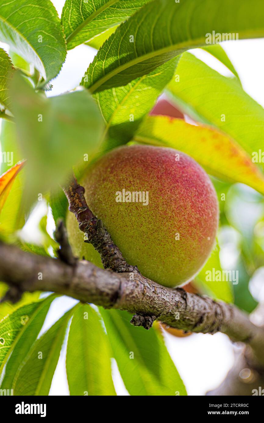 Peach fruit orchard hi-res stock photography and images - Alamy