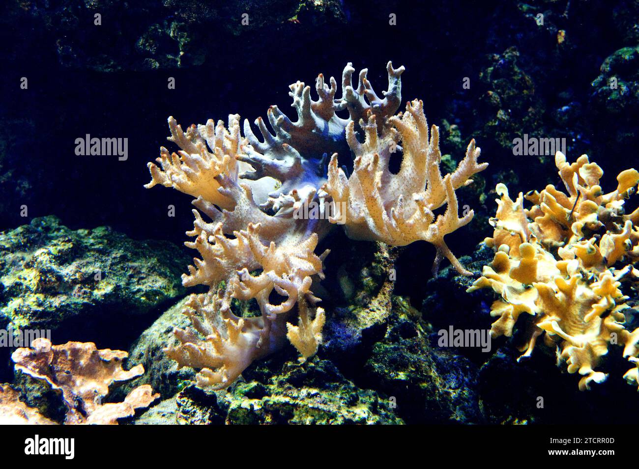 Coral sinularia hi-res stock photography and images - Alamy