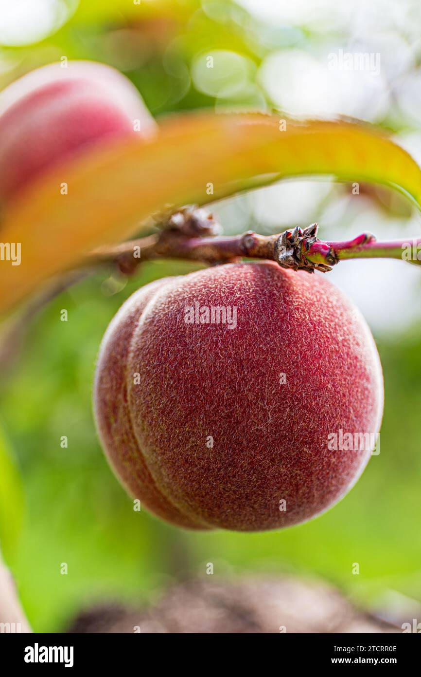 Peach fruit orchard hi-res stock photography and images - Alamy