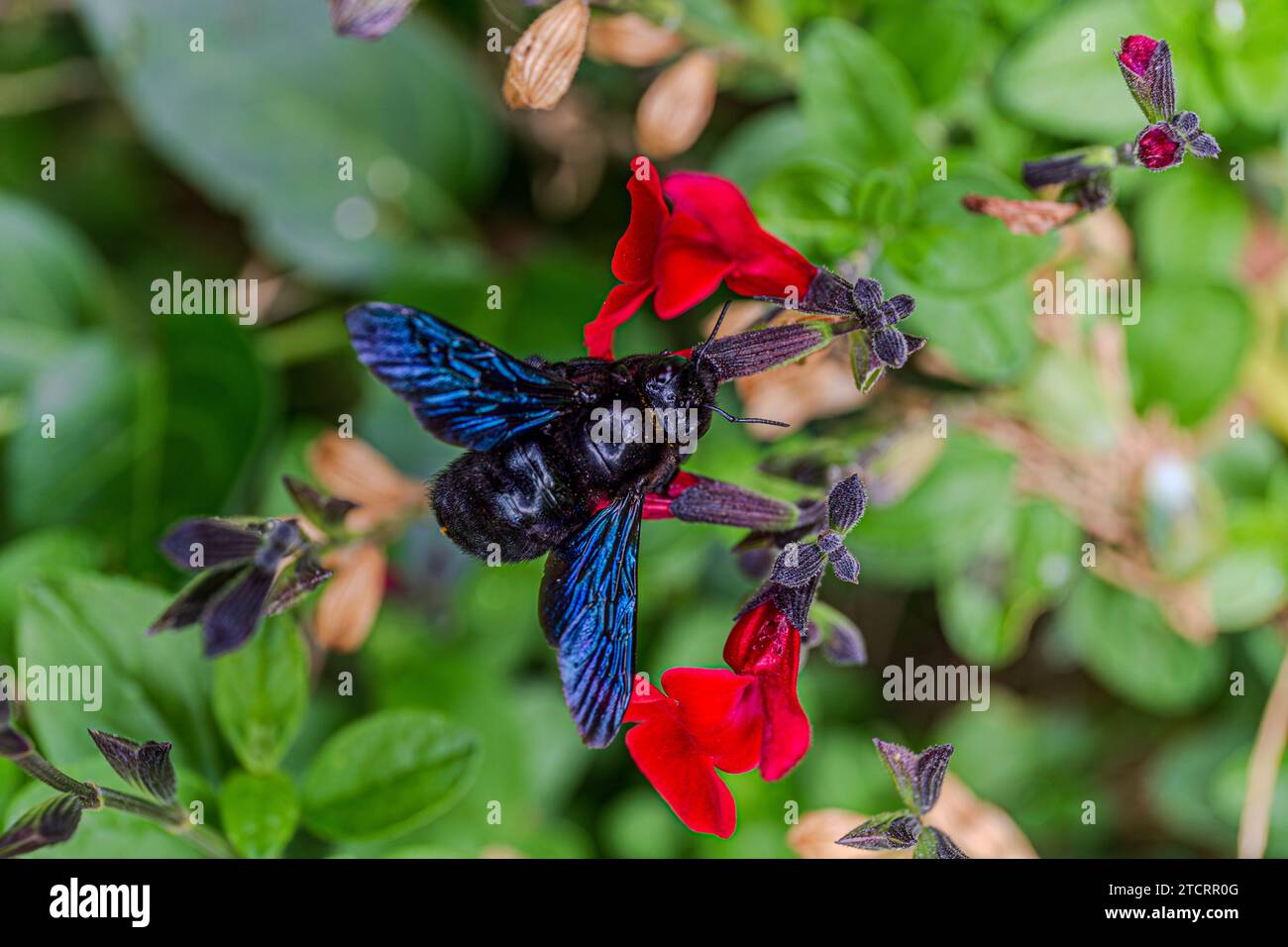 Macro of a carpenter bee pollinating a flower in a garden Stock Photo ...