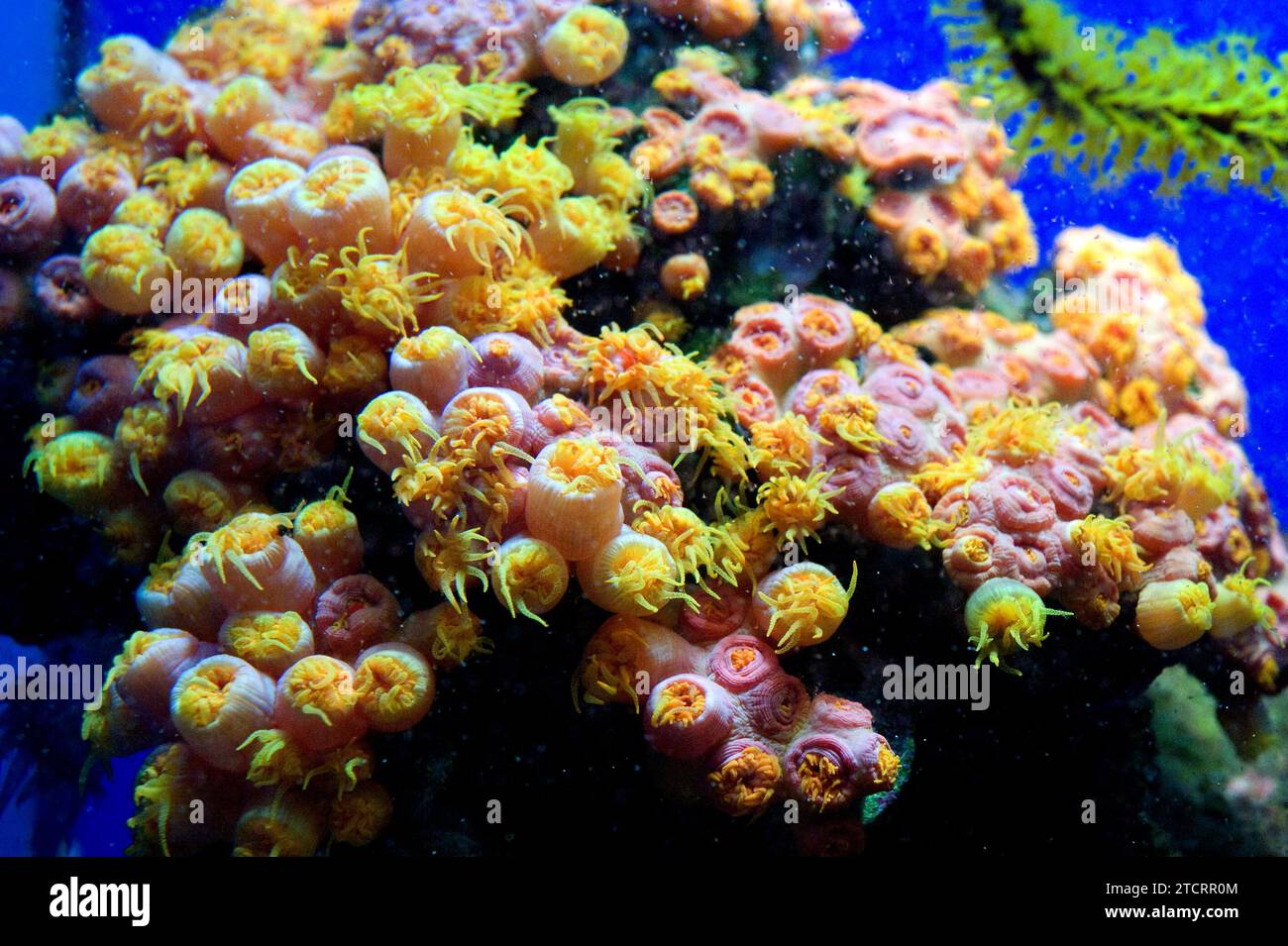 Sun polyps hi-res stock photography and images - Alamy