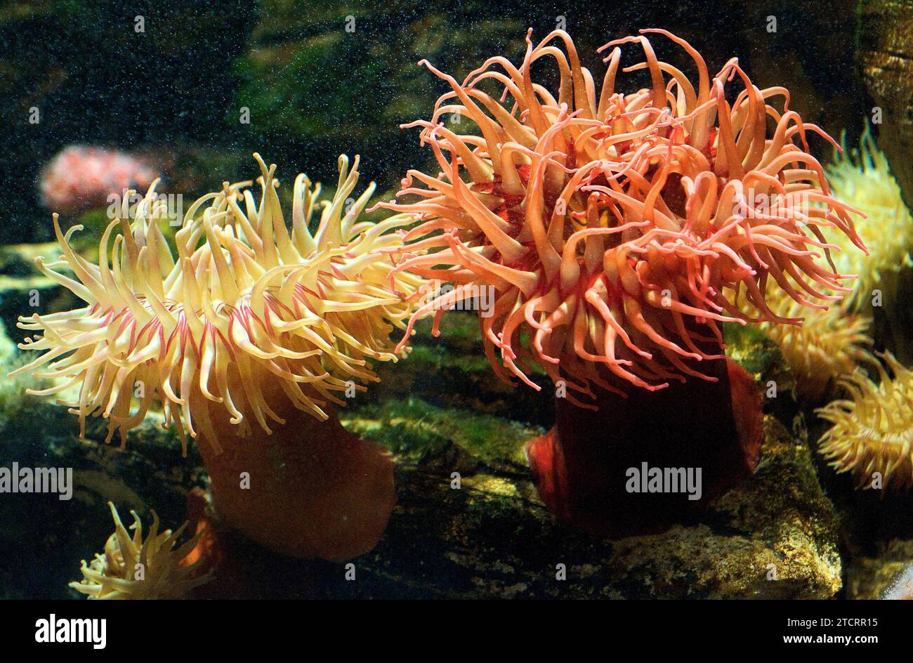 Fish-eating anemone (Urticina piscivora) is a sea anemone carnivorous ...
