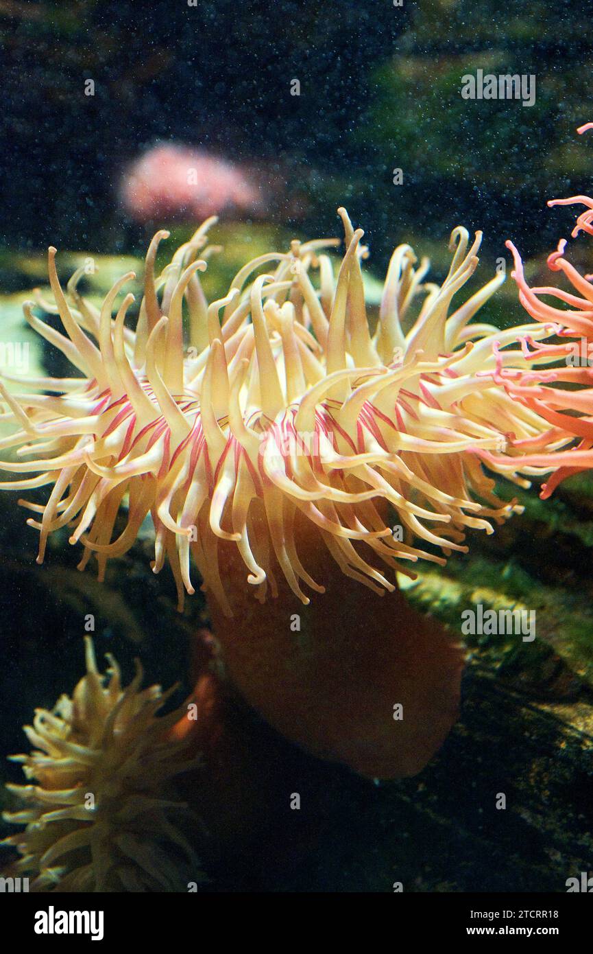 Fish-eating anemone (Urticina piscivora) is a sea anemone carnivorous ...
