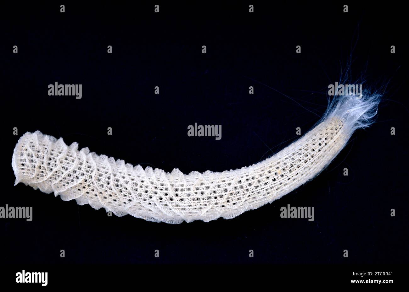 Venus flower basket (Euplectella aspergillum) silica skeleton Stock ...