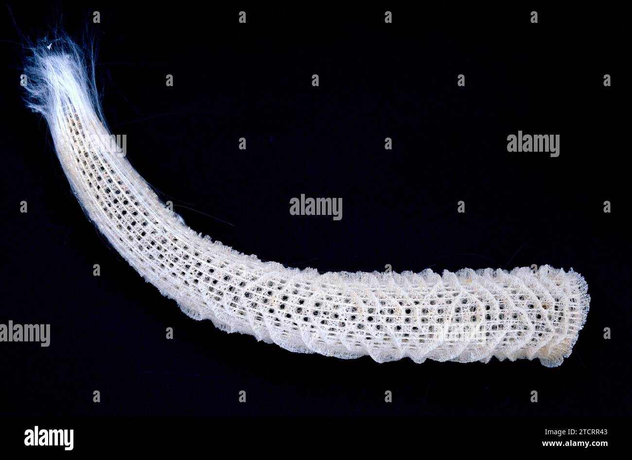 Euplectella aspergillum hi-res stock photography and images - Alamy