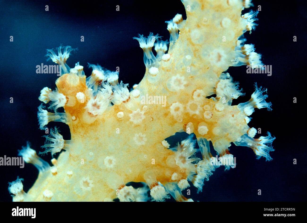 Dead man's fingers (Alcyonium palmatum) is a soft coral. Polyps detail ...
