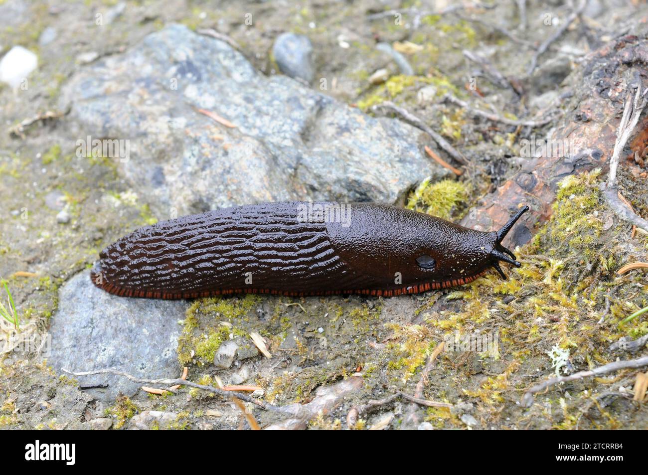 Red slug (Arion rufus) is a terrestrial mollusk. This photo was taken ...