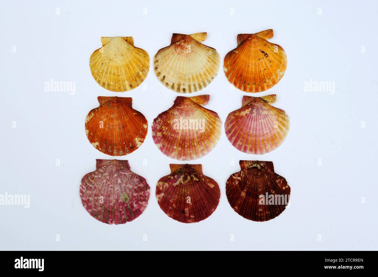 Qeen scalop (Aequipecten opercularis, Pecten opercularis or Chlamys ...
