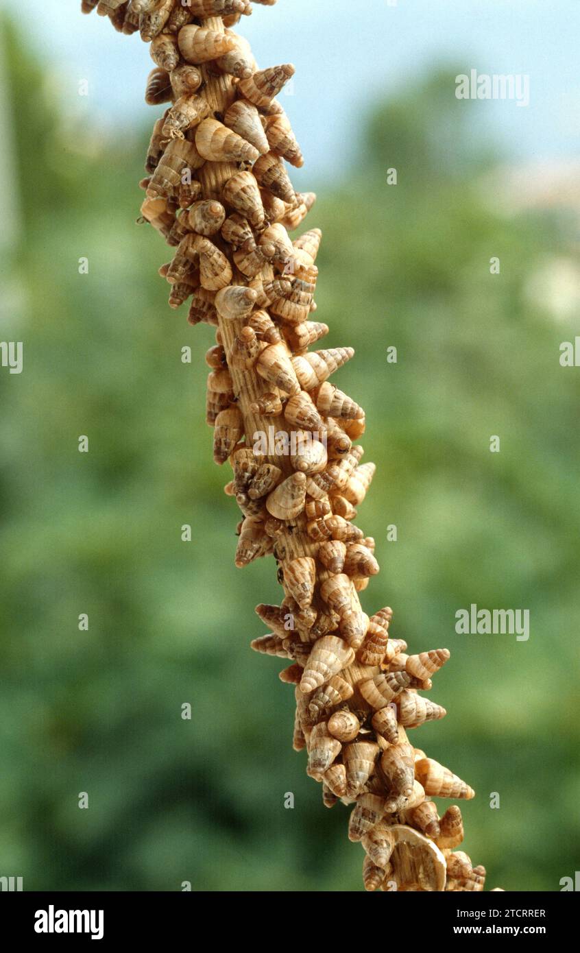 Pointed snail hi-res stock photography and images - Alamy