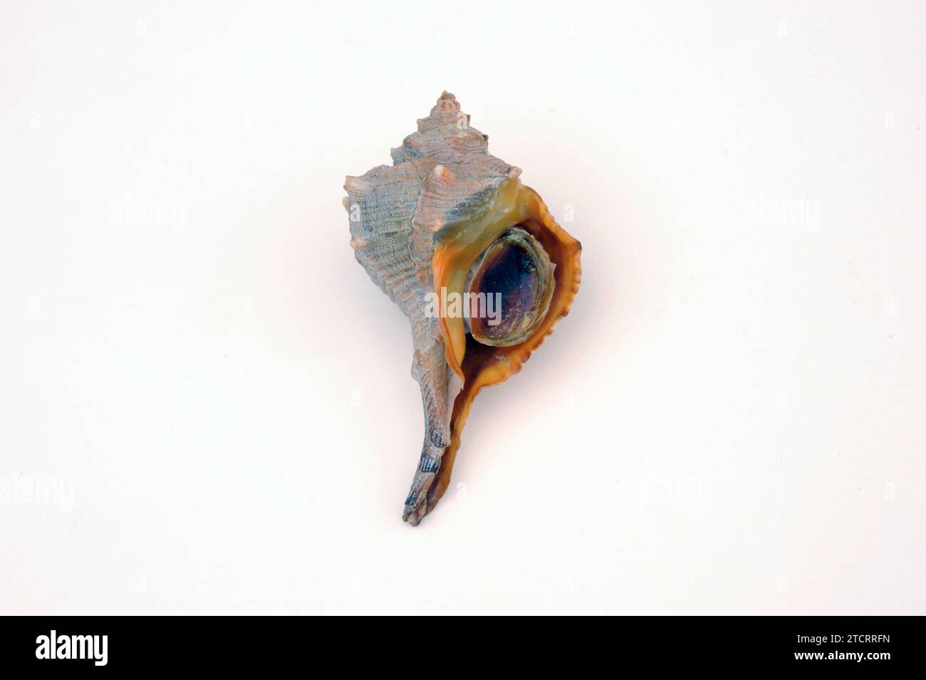 Purple dye murex (Bolinus brandaris, Haustellum brandaris or Murex ...