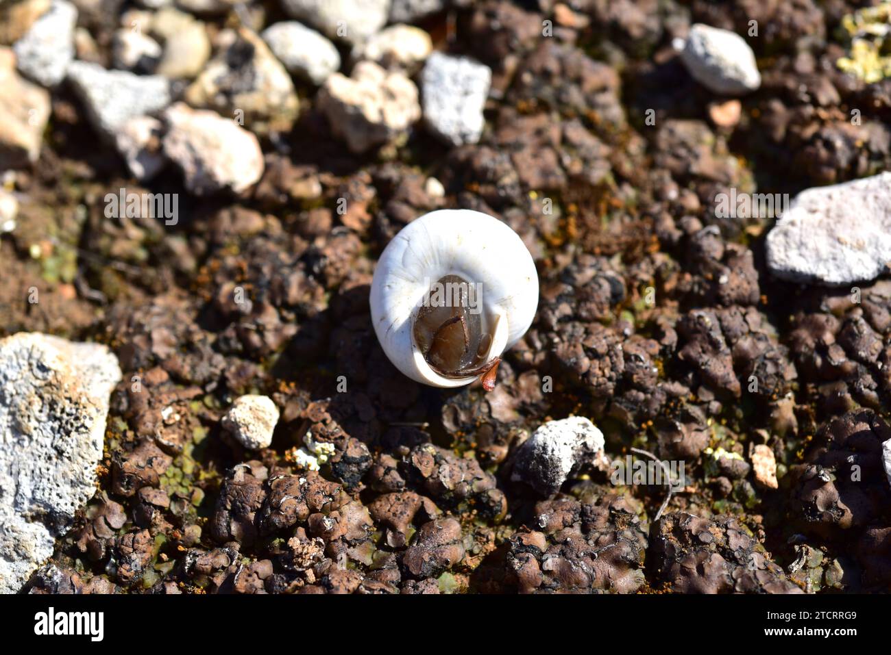 Iberus gualterianus alonensis hi-res stock photography and images - Alamy