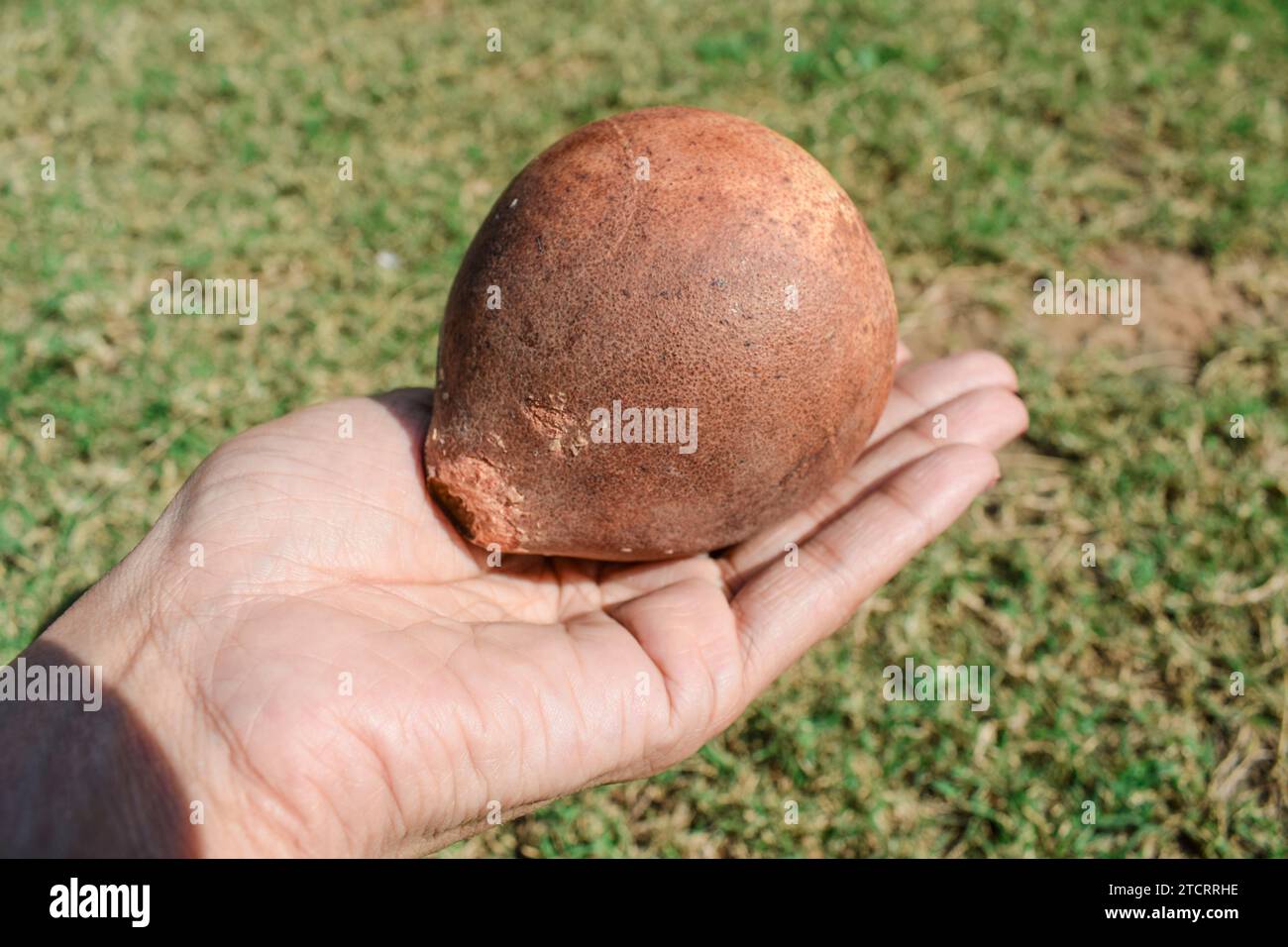 Ripe bael fruit hi-res stock photography and images - Alamy