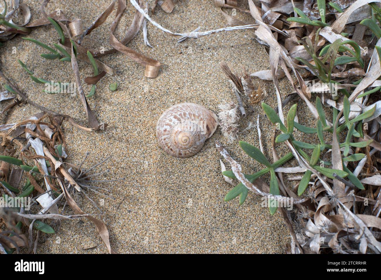 Iberus gualterianus alcarazanus or Iberus marmoratus alcarazanus is a ...