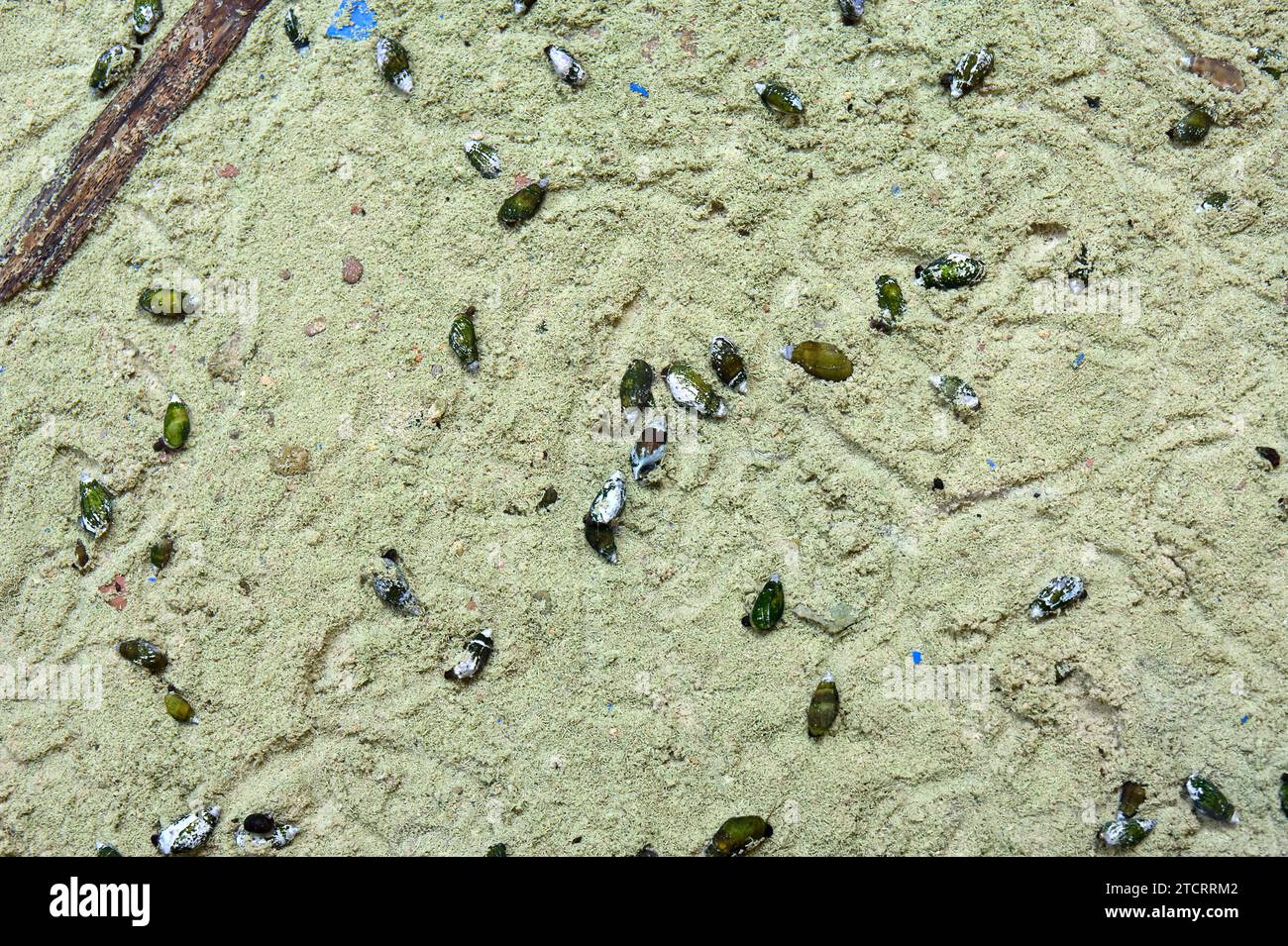 Melanopsis sp. is a genus of freshwater snail. This photo was taken in ...