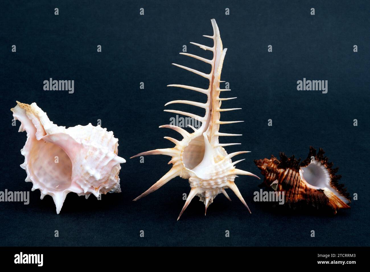Three species of rock snails shells. From left to right Murex bicolor ...