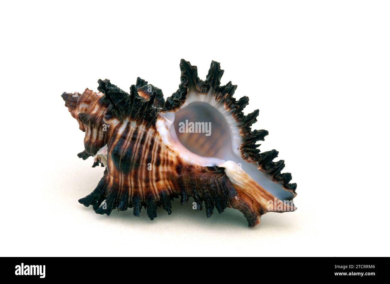 Rock snail (Murex brunens) is a carnivorous marine snail. Shell detail ...