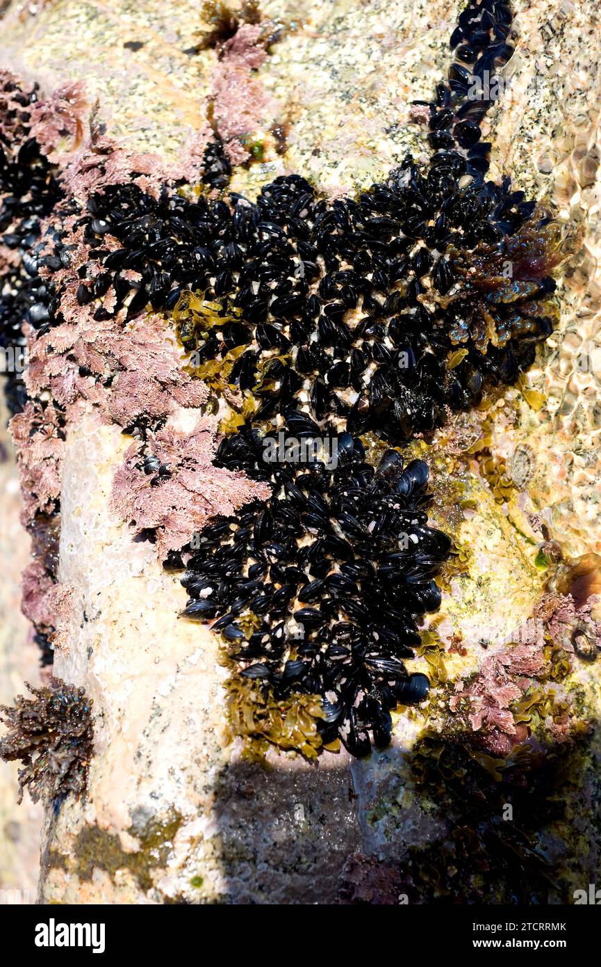 Mediterranean mussel (Mytilus galloprovincialis) is an edible bivalve ...