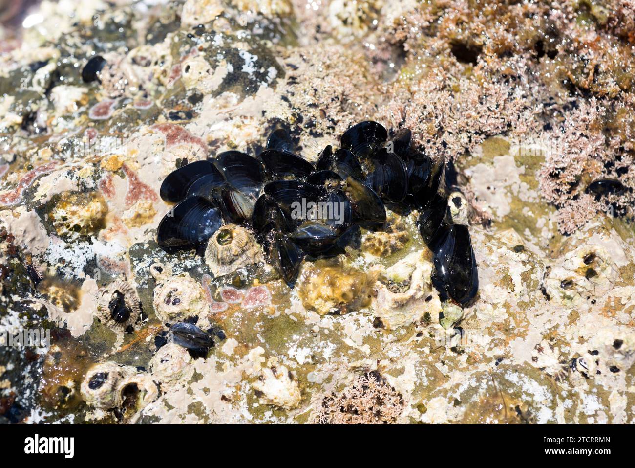 Mediterranean mussel (Mytilus galloprovincialis) is an edible bivalve ...