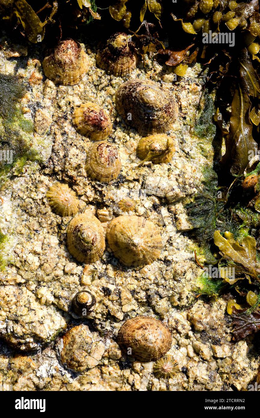 Common limpet (Patella vulgata) is an edible marine mollusk. This photo ...