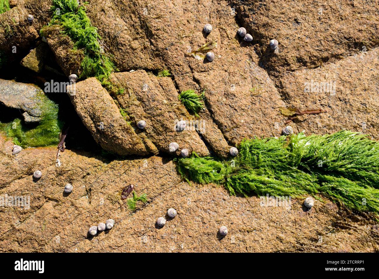 Lined top shell (Phorcus lineatus or Monodonta lineata) is a marine ...