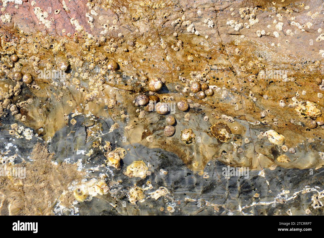 Lined top shell (Phorcus lineatus or Monodonta lineata) is a marine ...