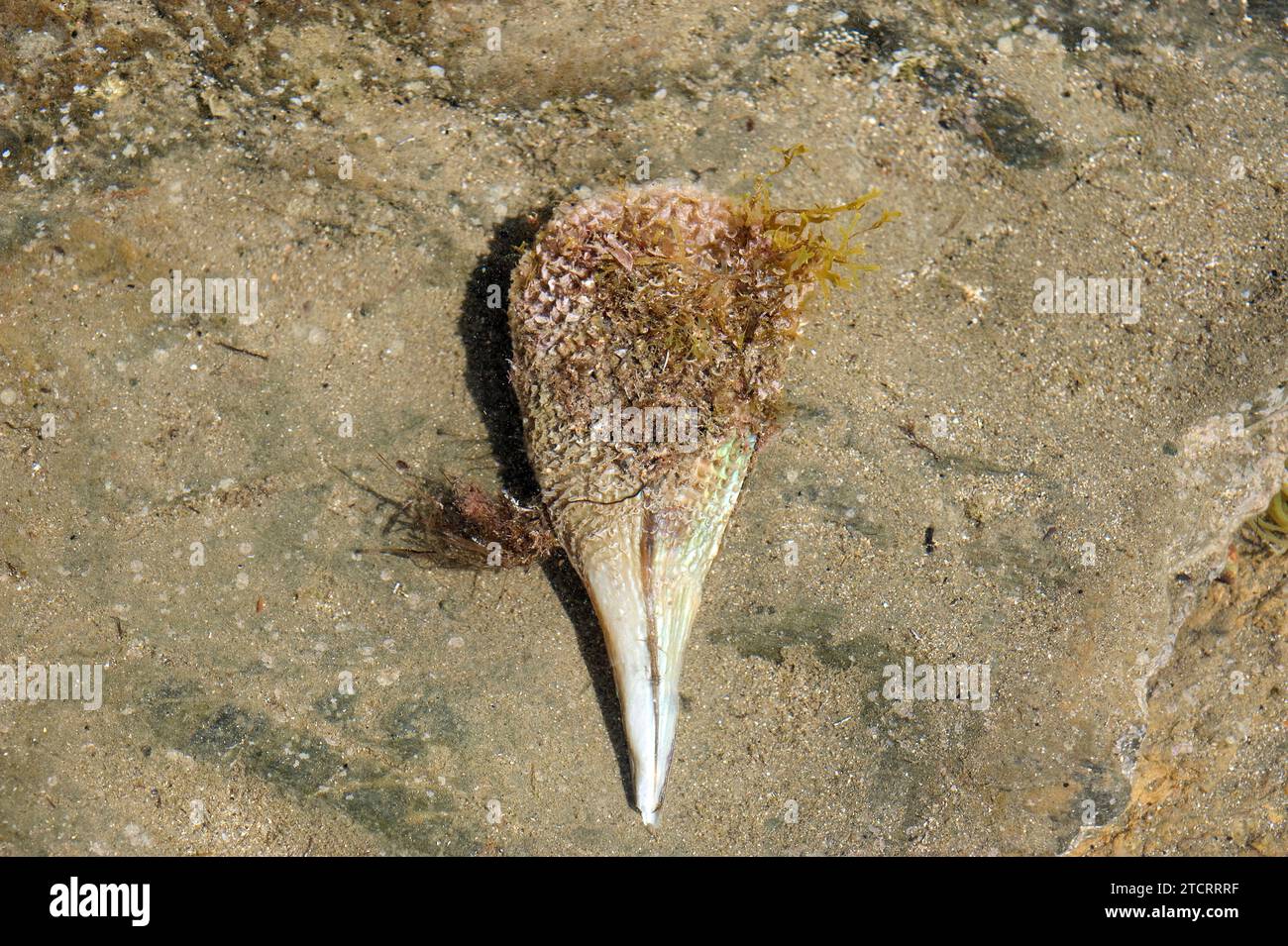 Fan mussel or pen shell (Pinna nobilis) is a marine bivalve mollusk ...