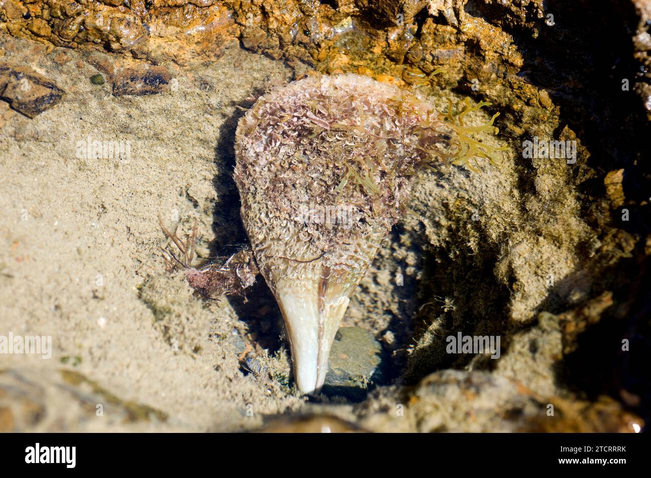 Fan mussel or pen shell (Pinna nobilis) is a marine bivalve mollusk ...