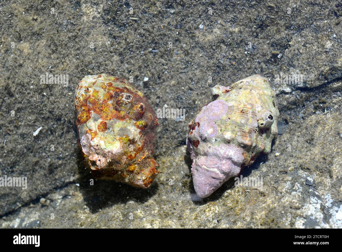 Rock shell hi-res stock photography and images - Alamy