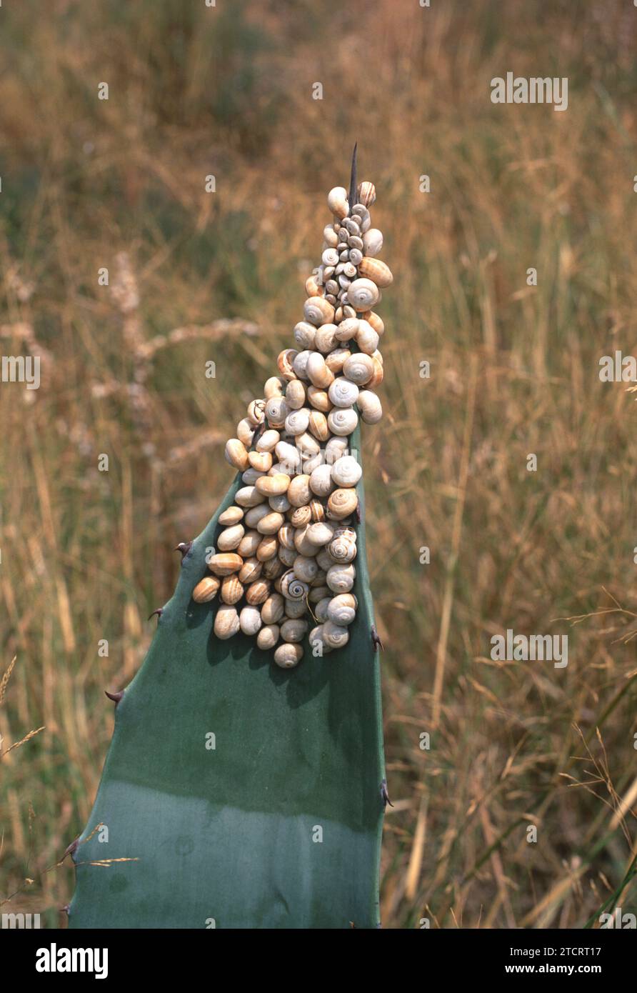 Mediterranean coastal snail (Theba pisana) is a terrestrial snail ...