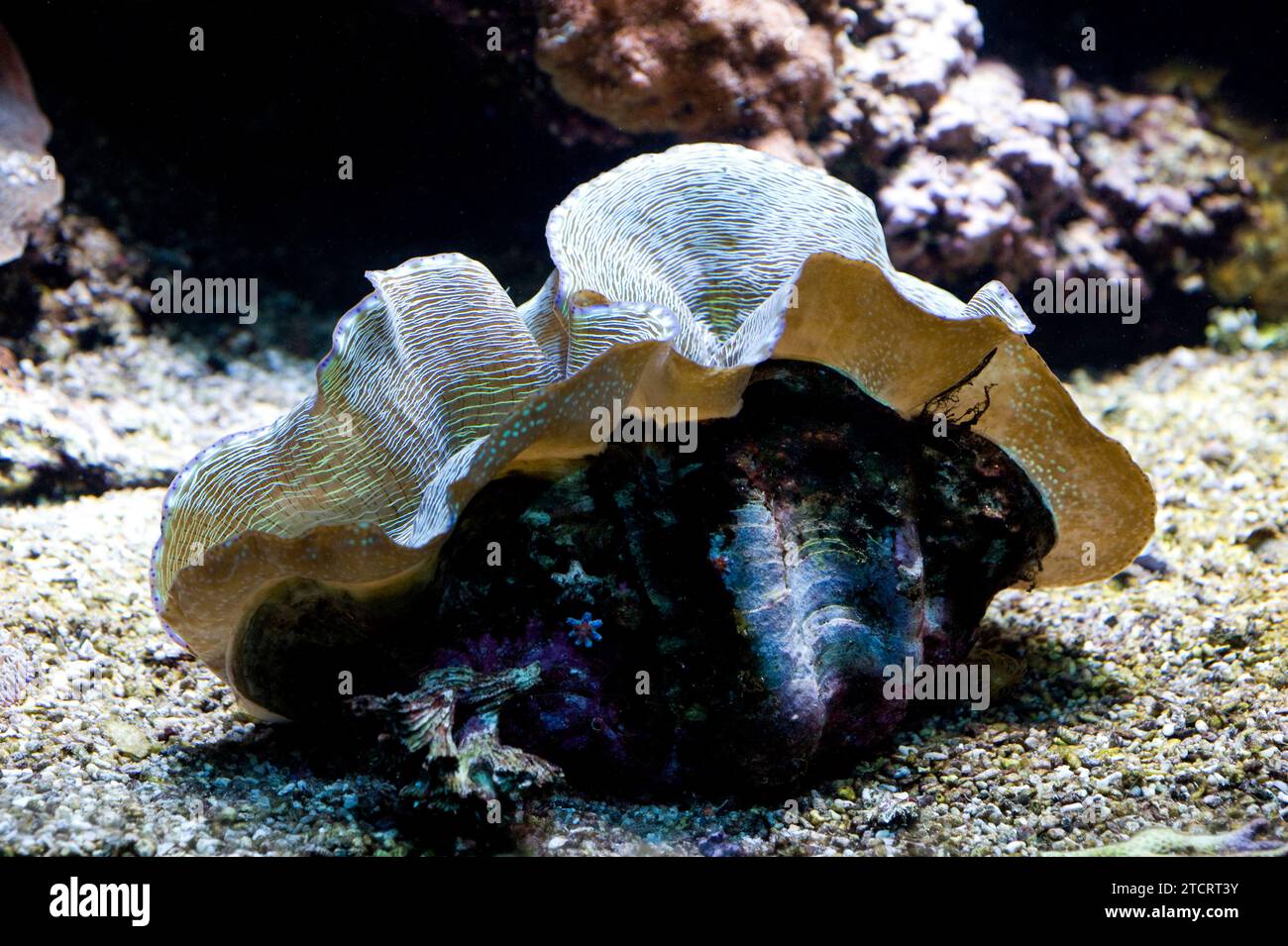 Tridacna sp. is a genus of large bivalve mollusks native to tropical ...